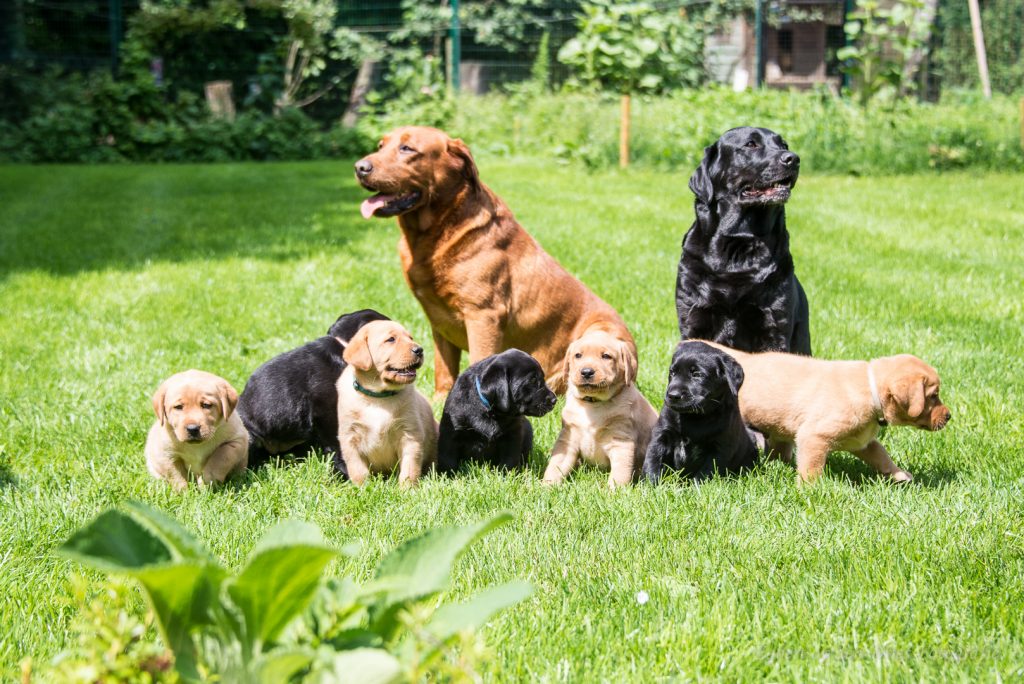 Een nestje met mijn teef | De Nederlandse Labrador Vereniging