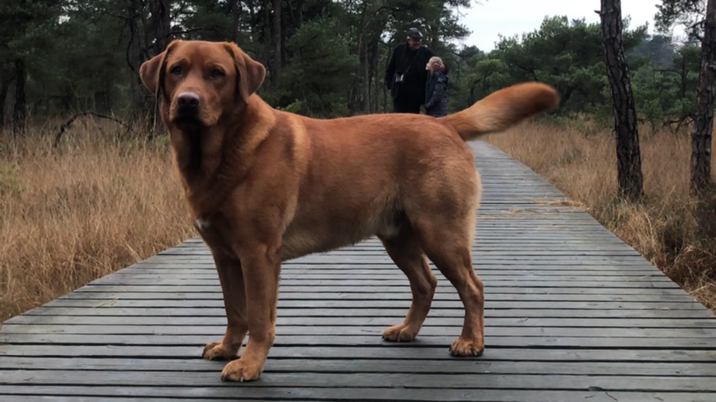 Rijan Rangers Sunflower | De Nederlandse Labrador Vereniging